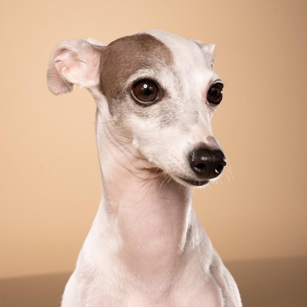 Nola Princess Monkey's Amazon Page