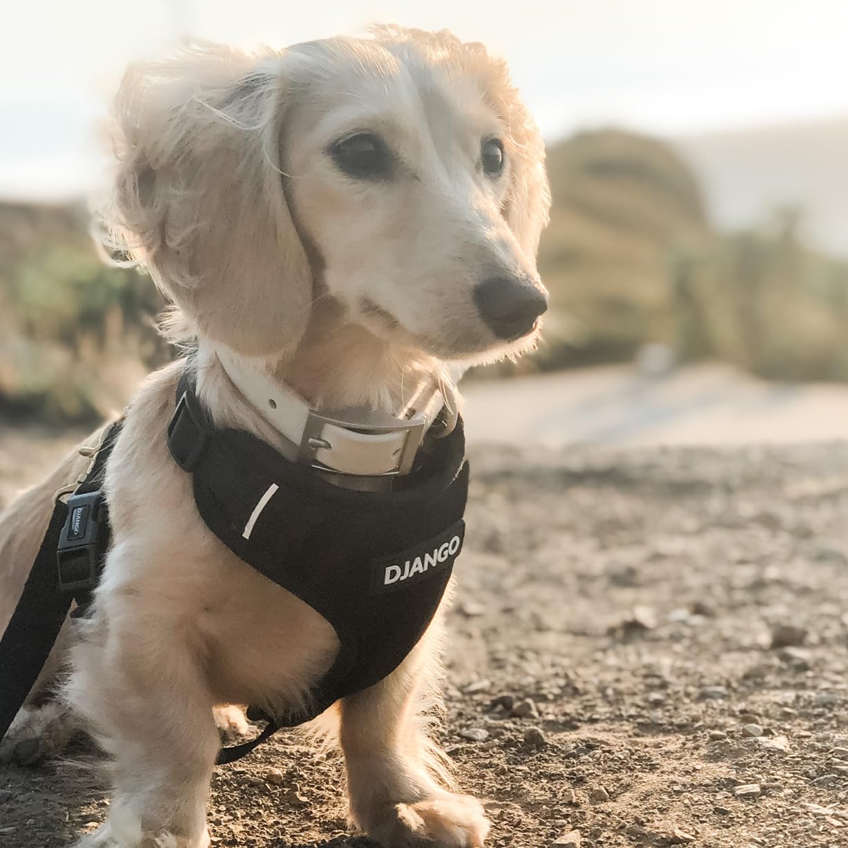 Watson The Dox's Amazon Page