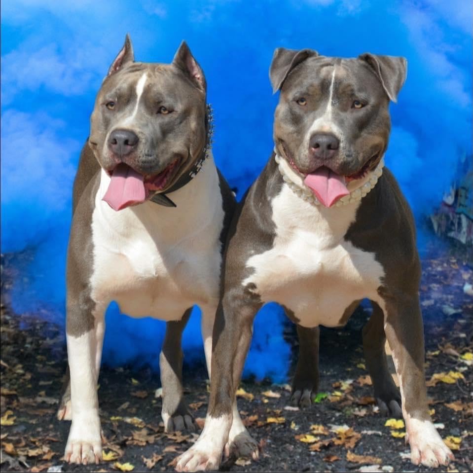 Nitro’s Necessities's Amazon Page