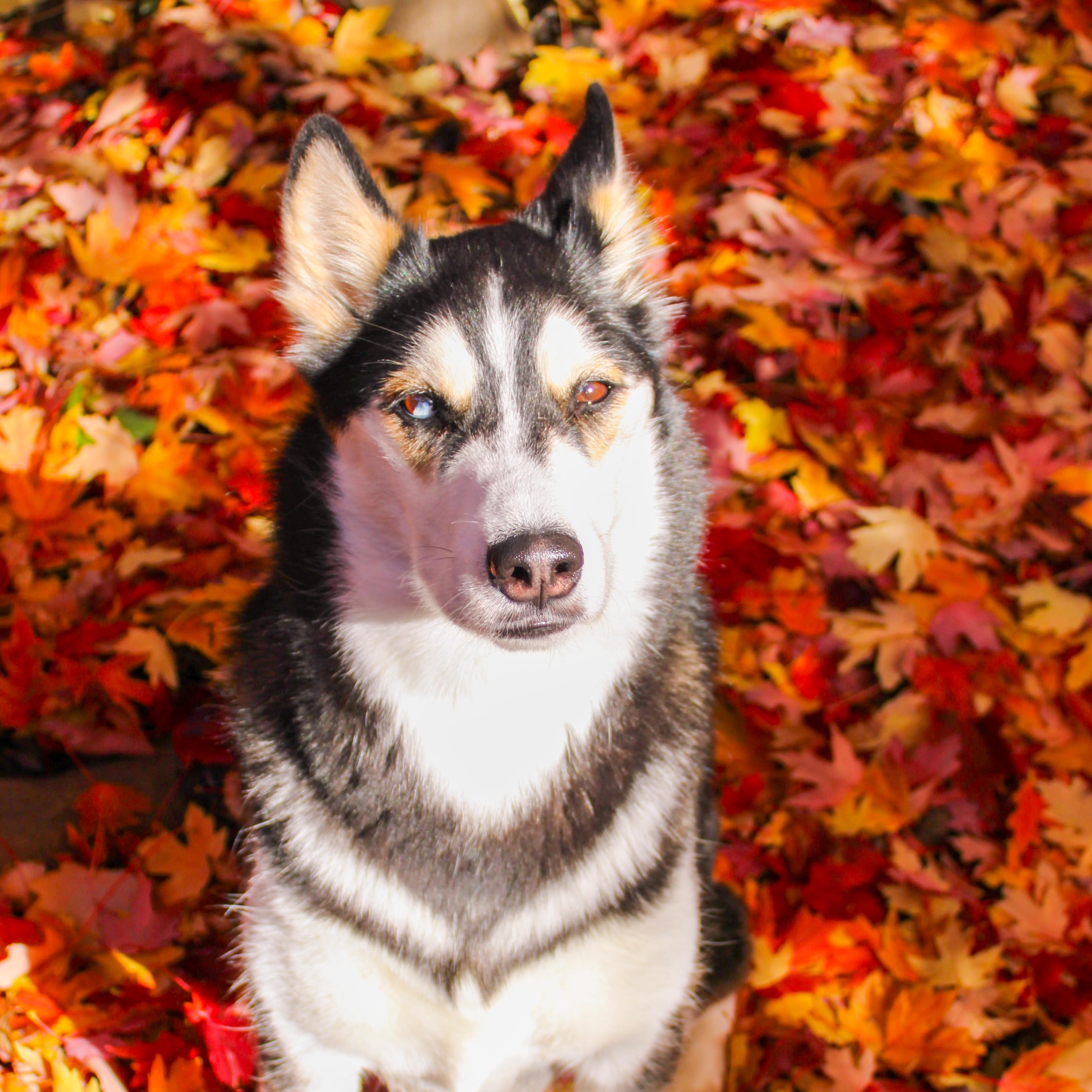 Maya Husky's Amazon Page