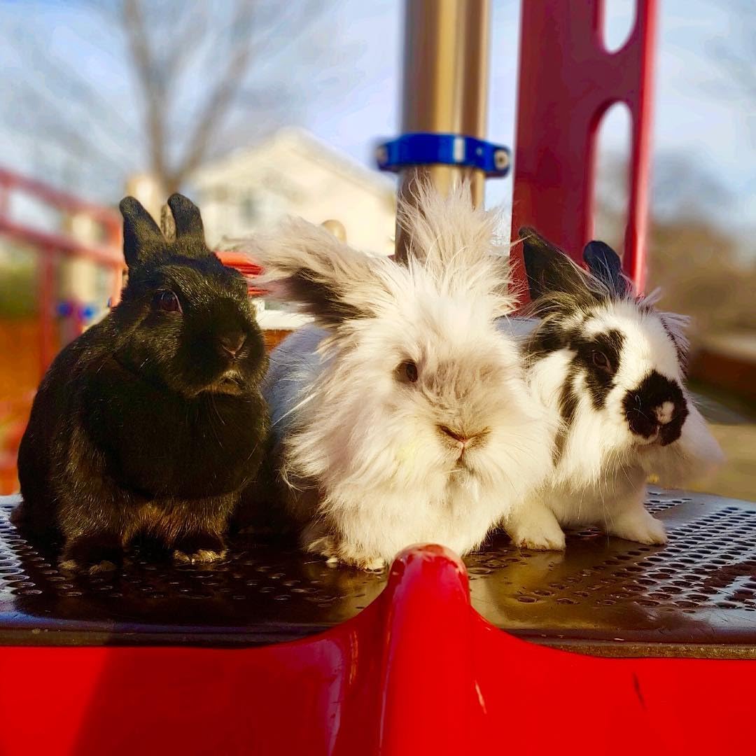 BOISEBUNS-3 FUNNY BUNNIES's Amazon Page