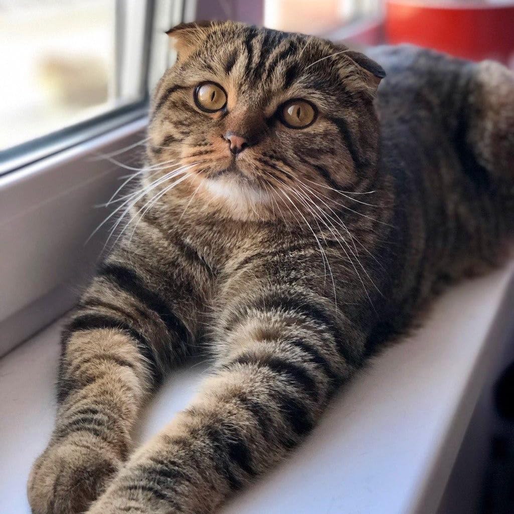 Johnny Kitten's Amazon Page