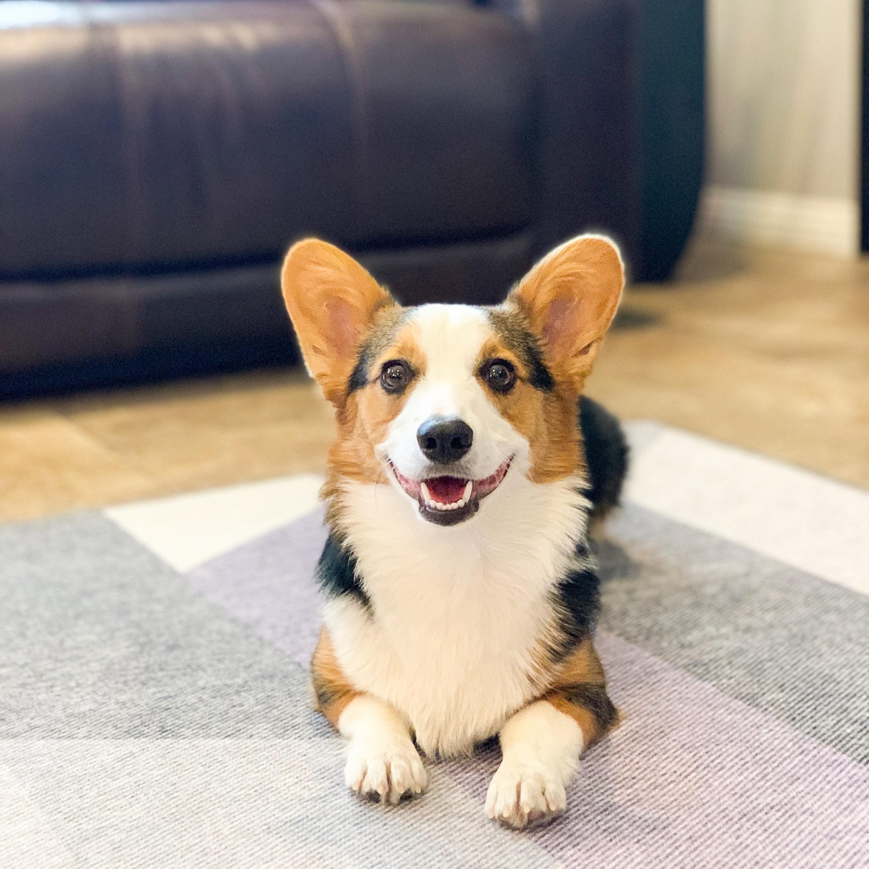 Chunk the Corgi's Amazon Page