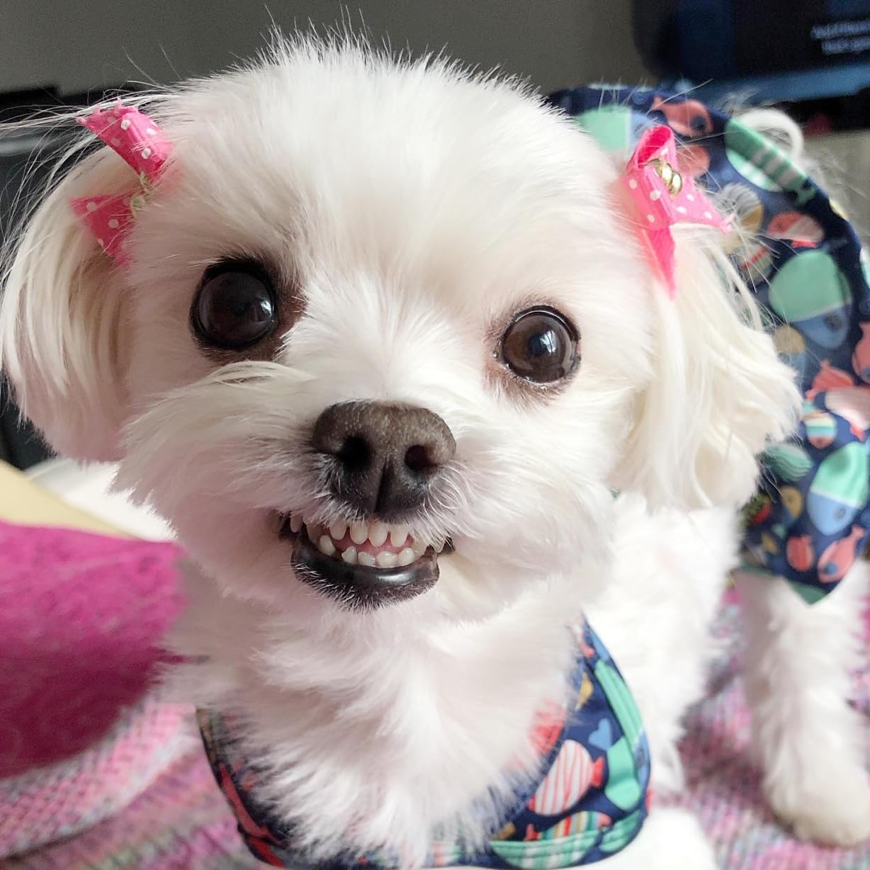 Perry Smiles and Sarah's Amazon Page