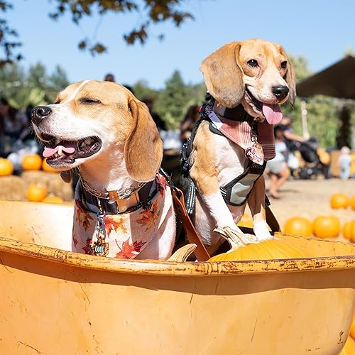 Coco & Mickey's Amazon Page