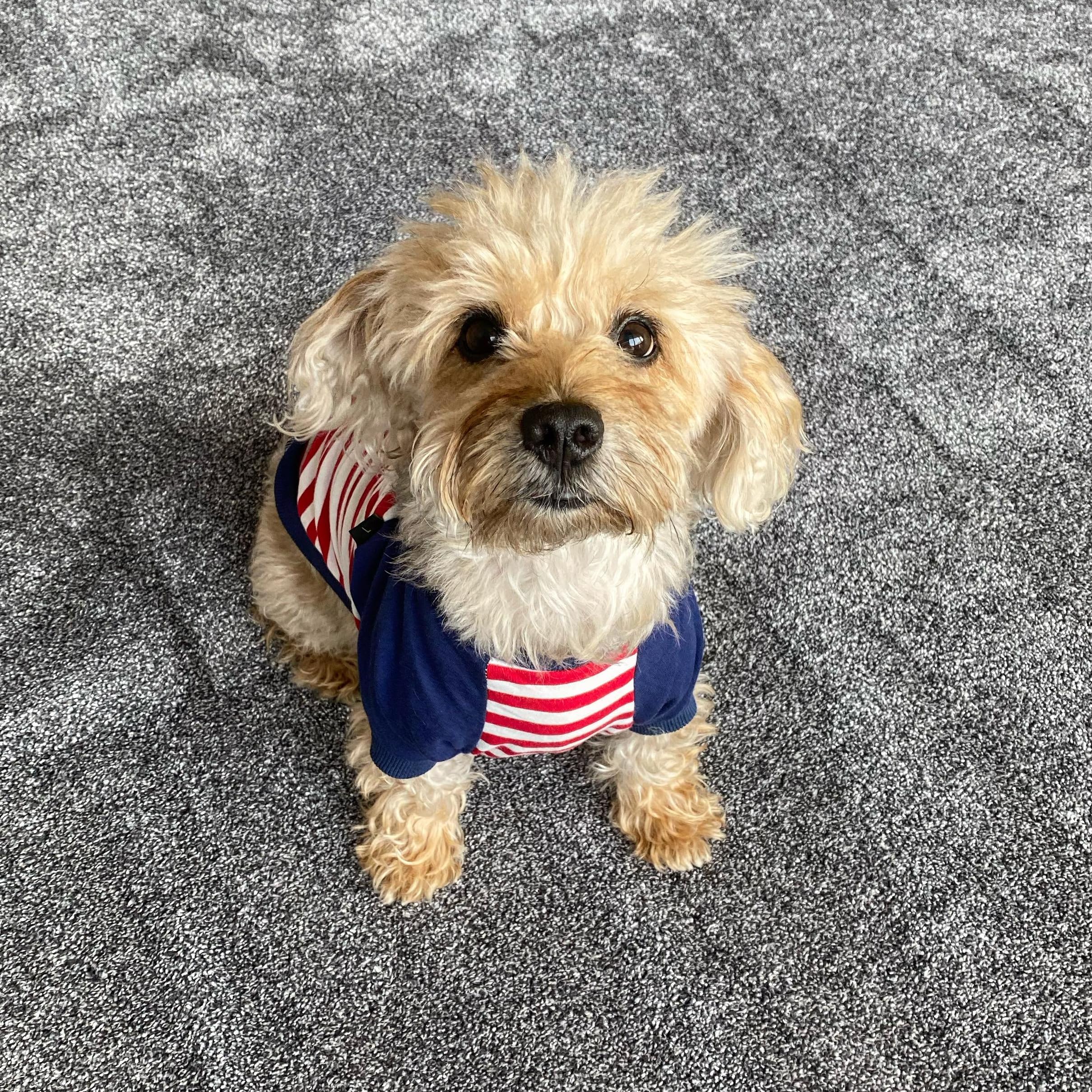 The Daily Dog's Amazon Page
