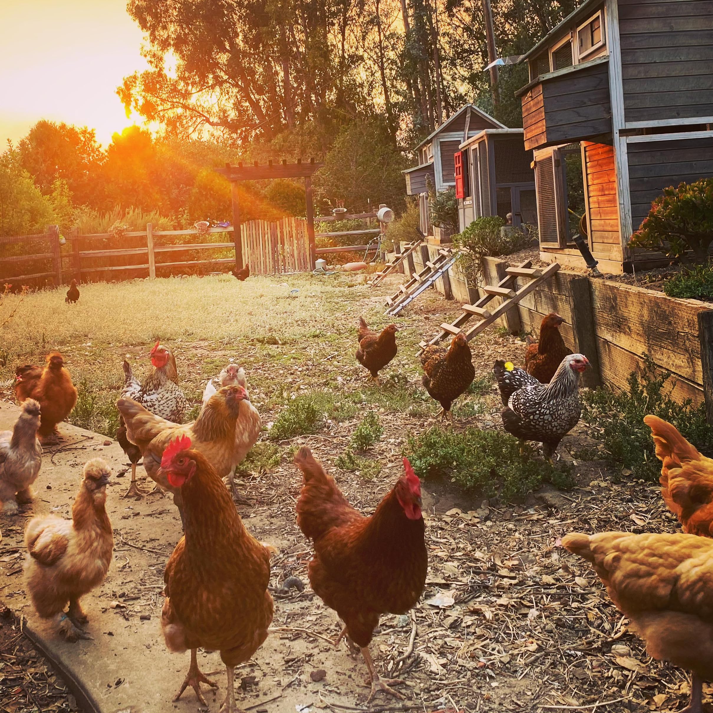 Still Roost's Amazon Page