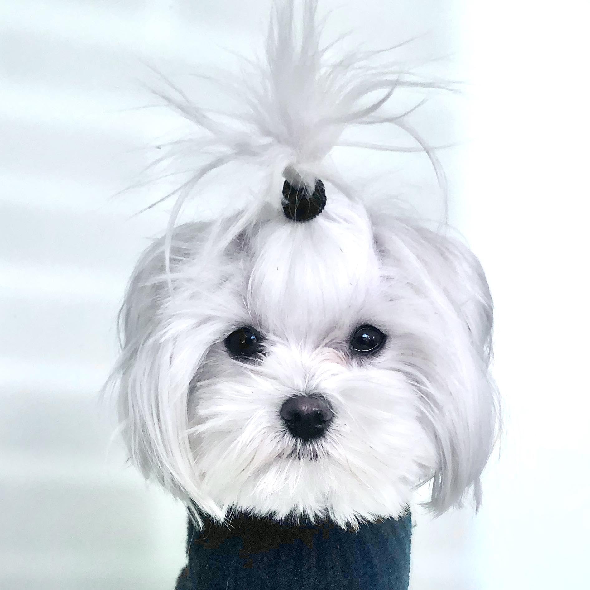 Magoo the Malty's Amazon Page