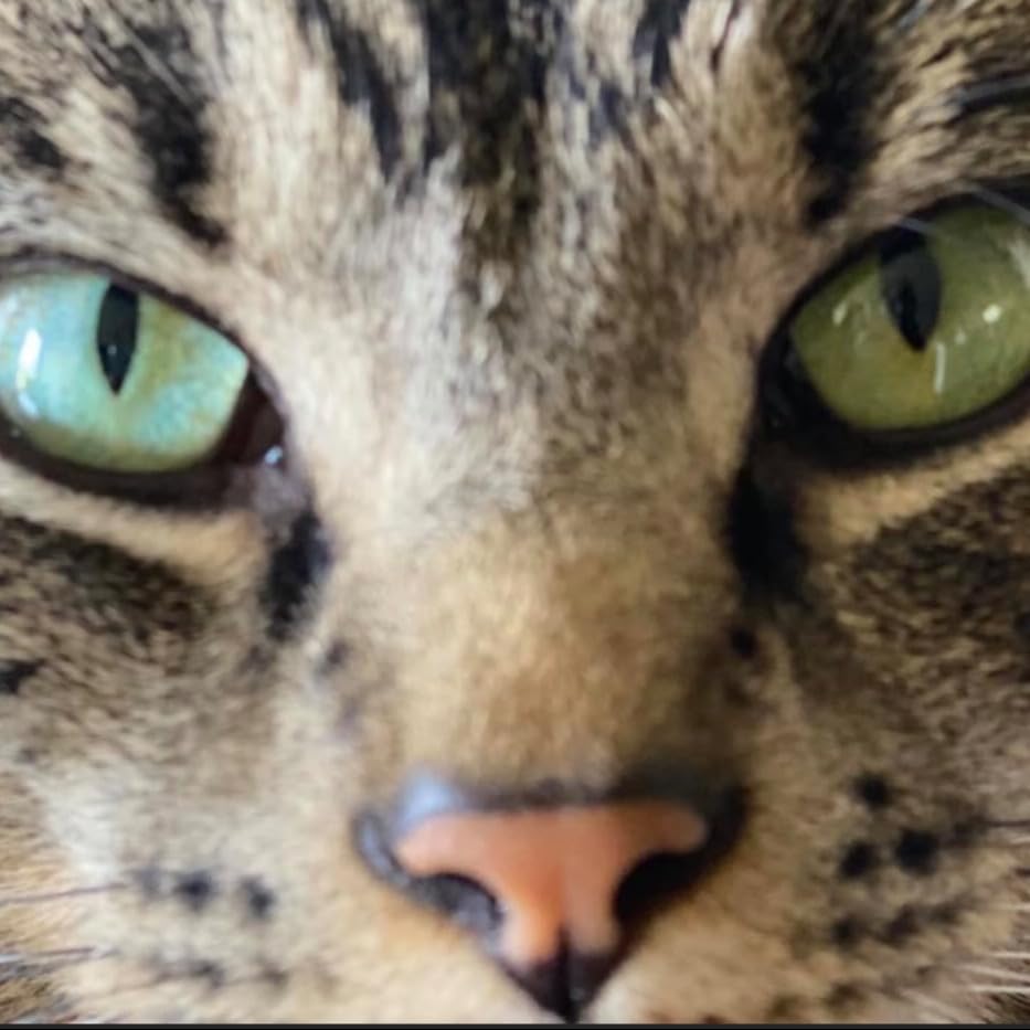 Catlady Karena's Amazon Page