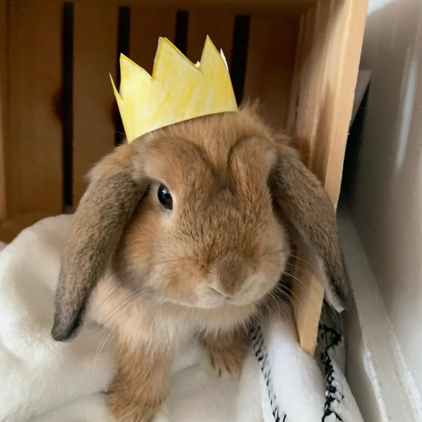 Levi the bunny's Amazon Page