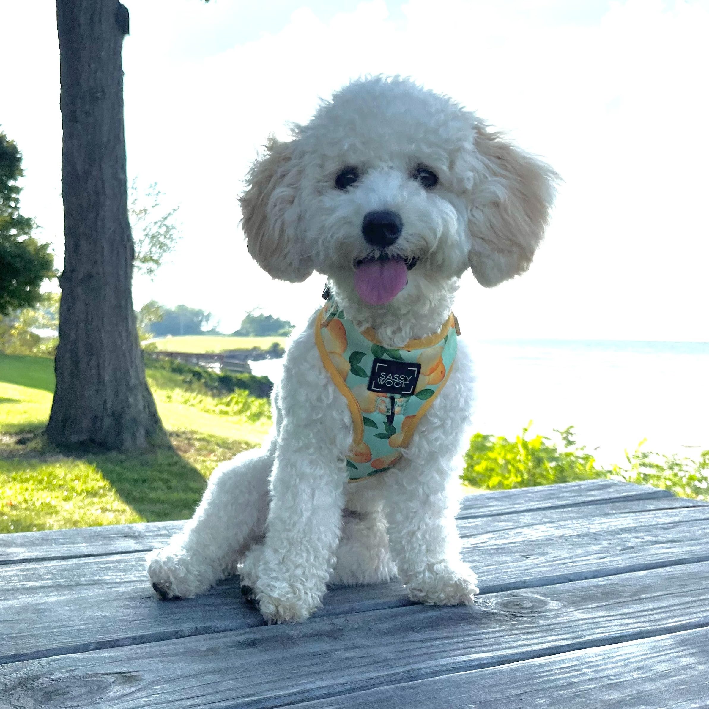 Coco Starr's Amazon Page