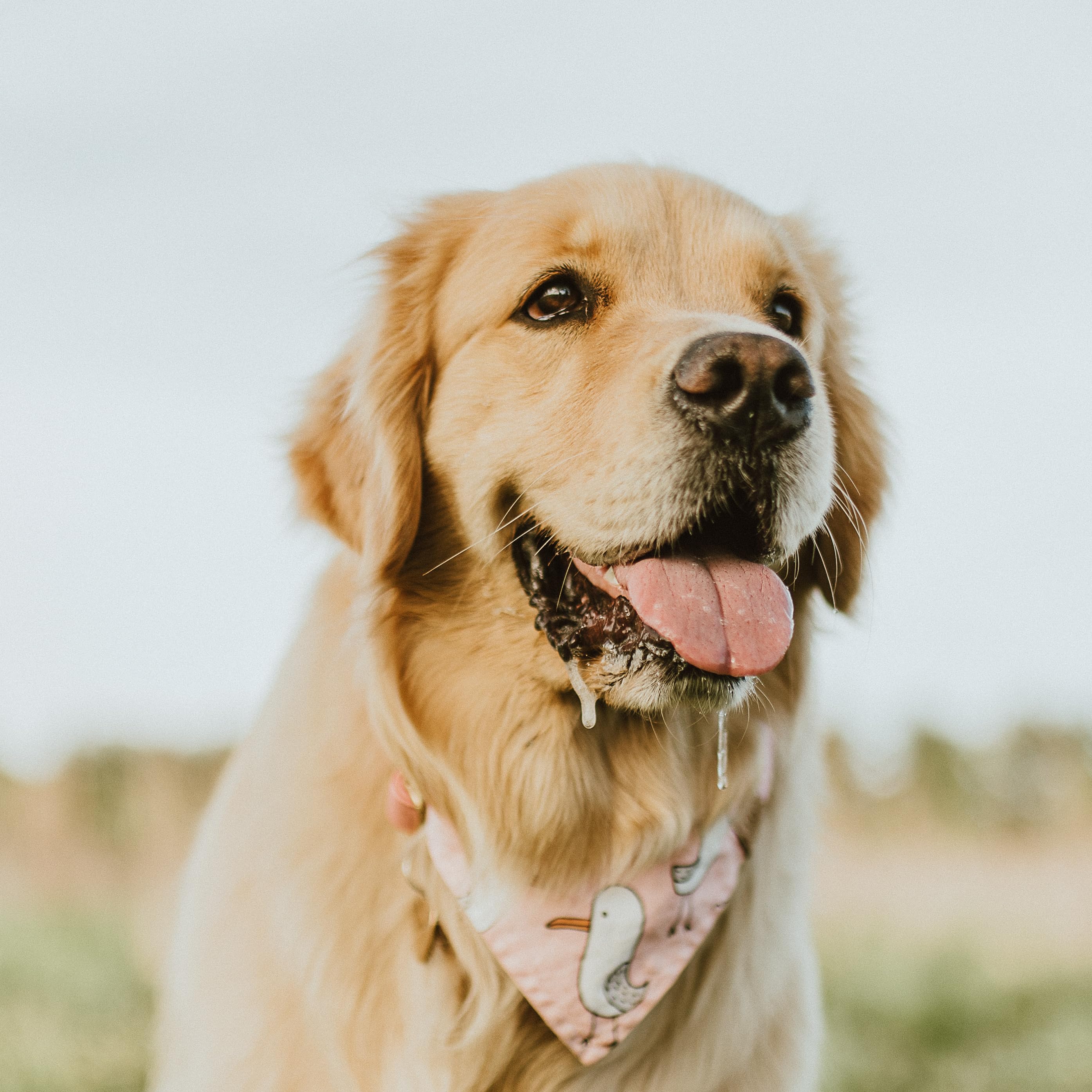 Gracie the Golden Retriever's Amazon Page