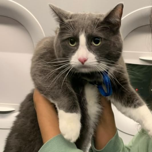 Mr. Greyson The Cat's Amazon Page