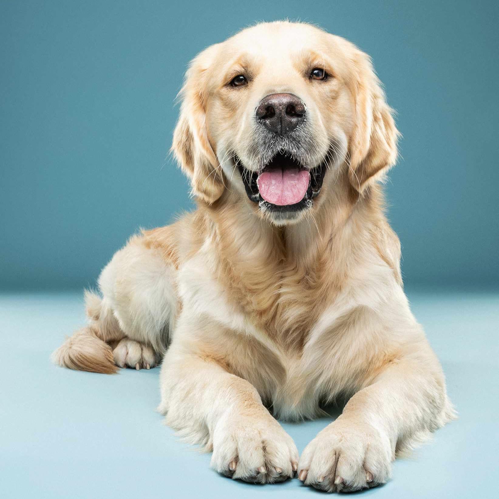 Oakley The Golden Retriever's Amazon Page