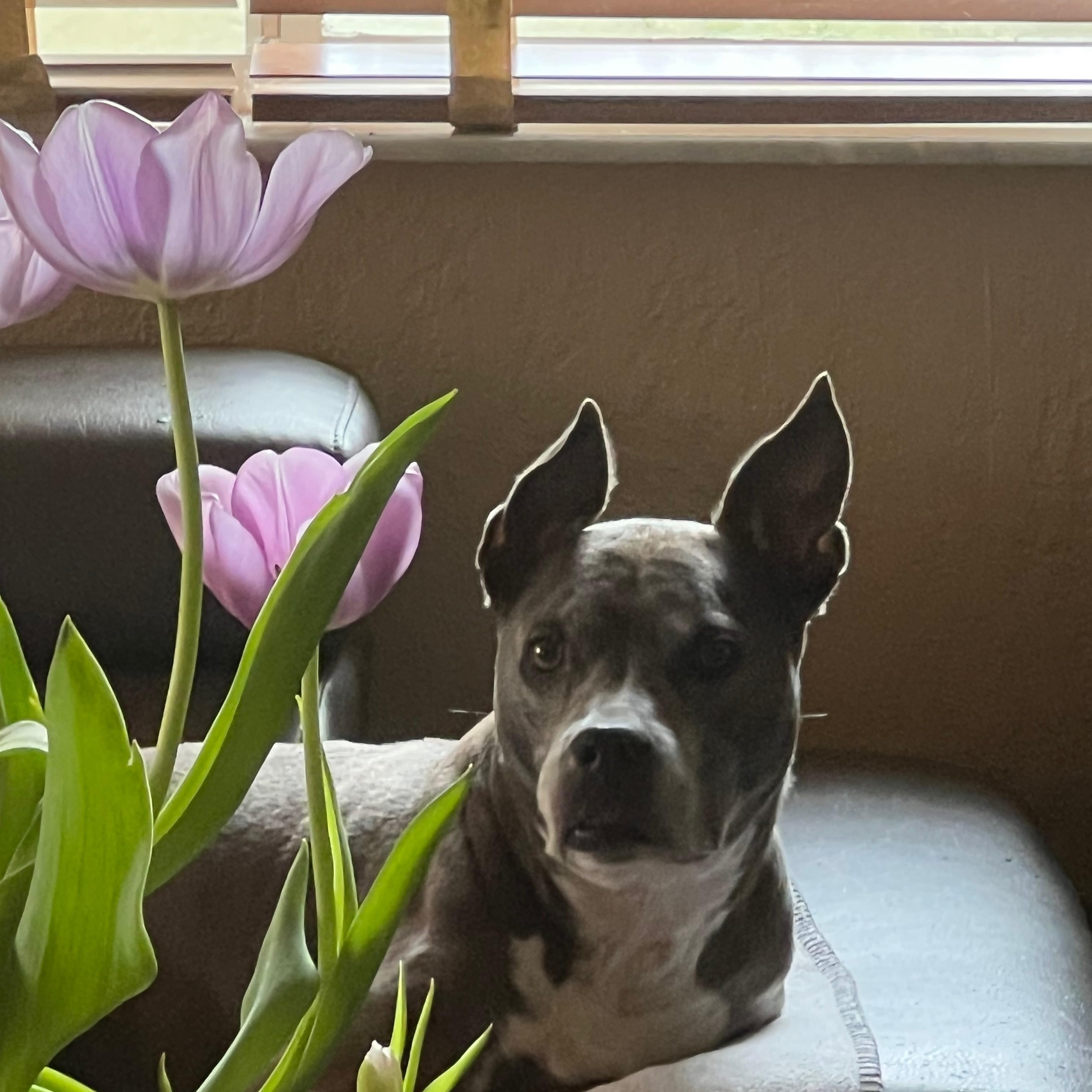 Pit Bulls Love Too's Amazon Page