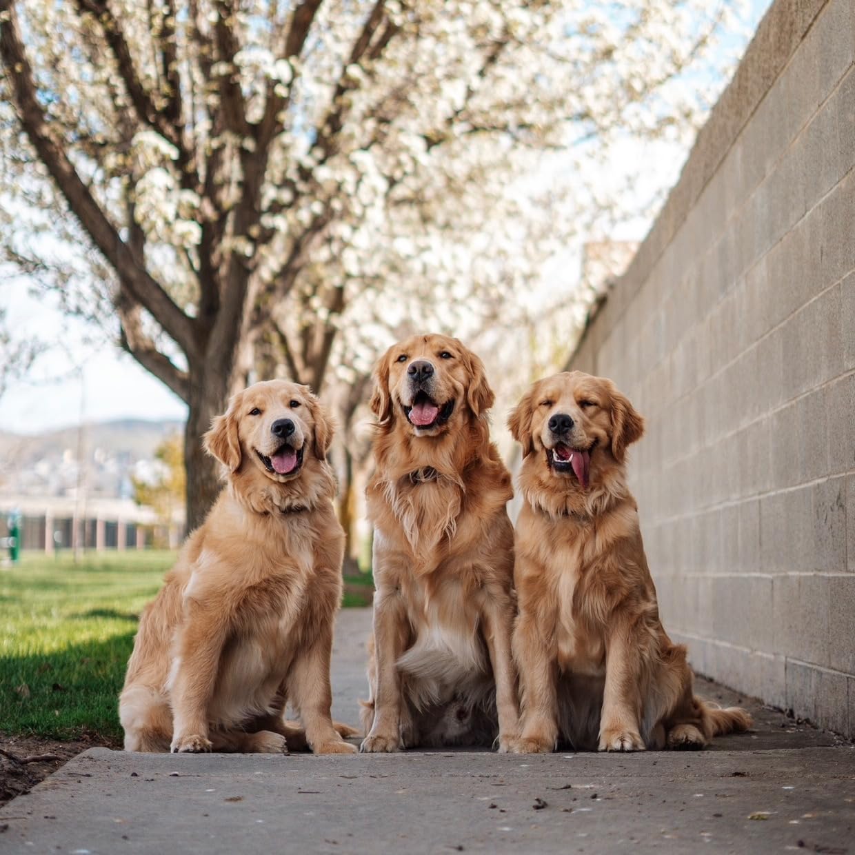 Mahaly - Sadie, Tucker and Sophie's Amazon Page