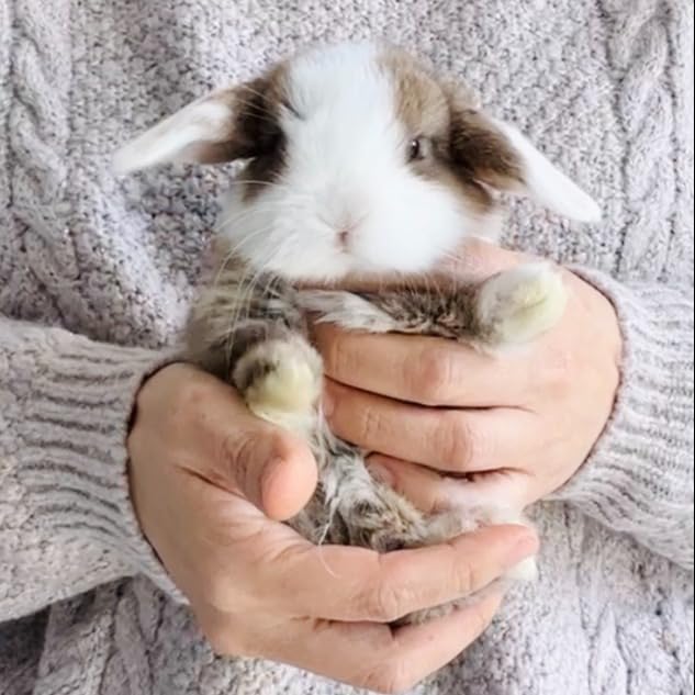 Sweet Rose Holland Lops's Amazon Page