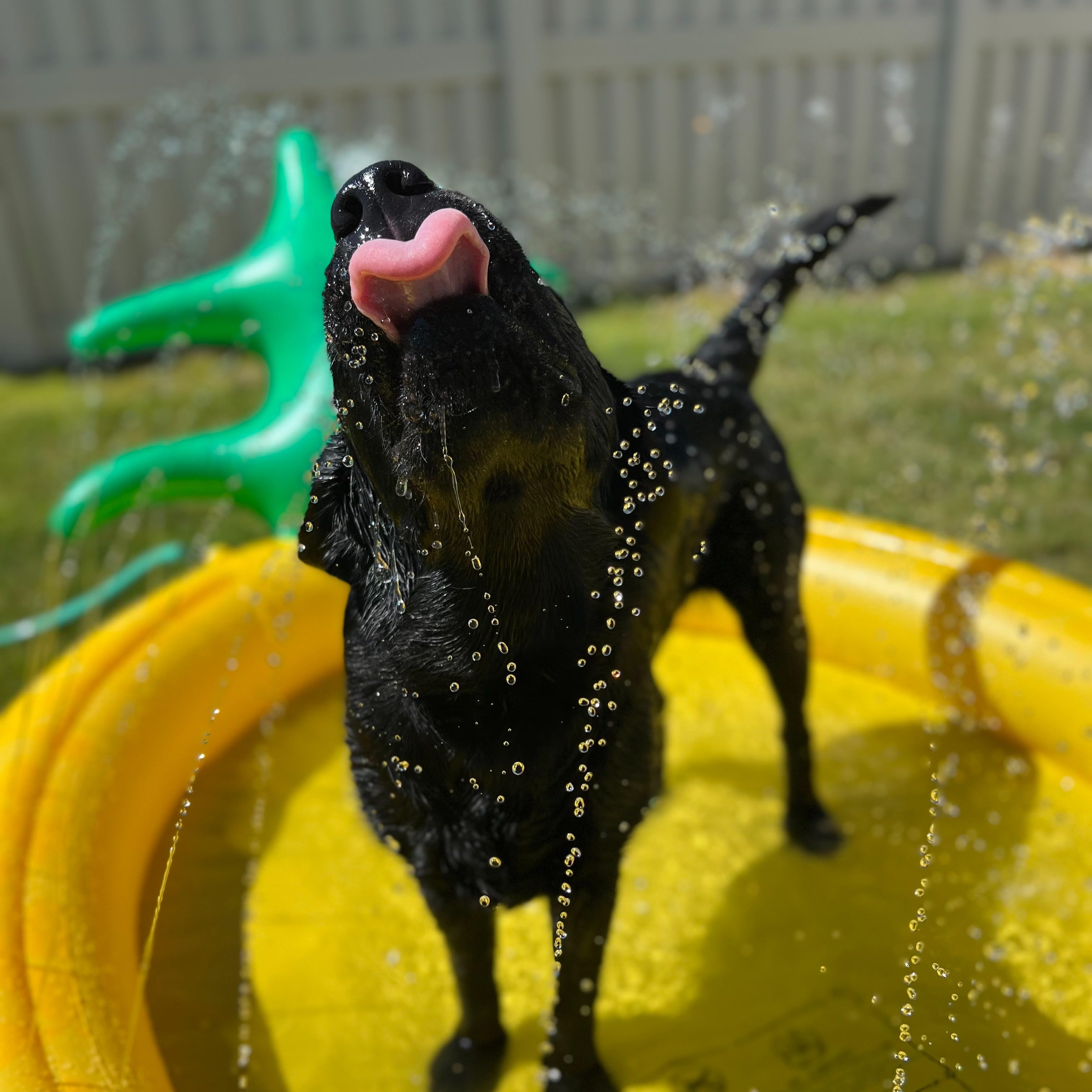 Sully the Black Lab's Amazon Page