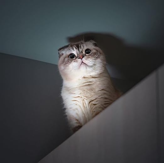 Sumo x Sora's Amazon Page