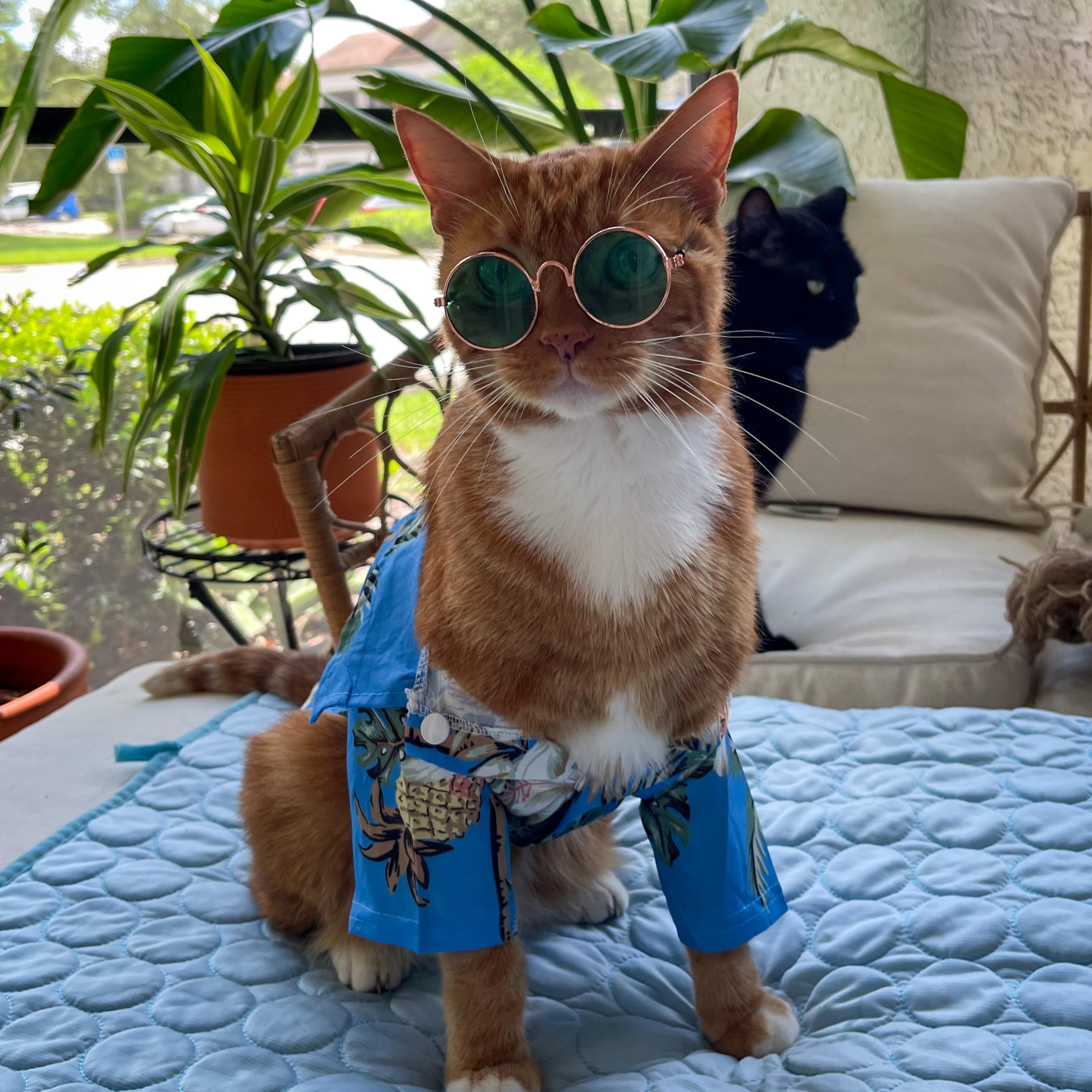 That Cat Sheldon's Amazon Page