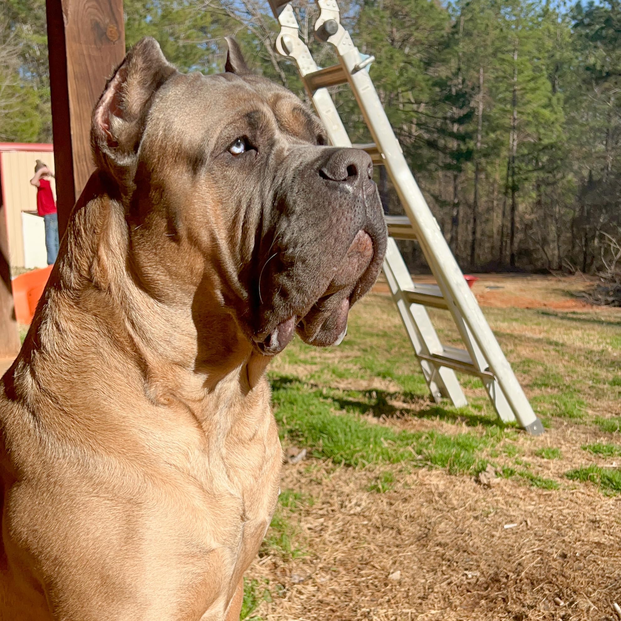 Rooster's Amazon Page