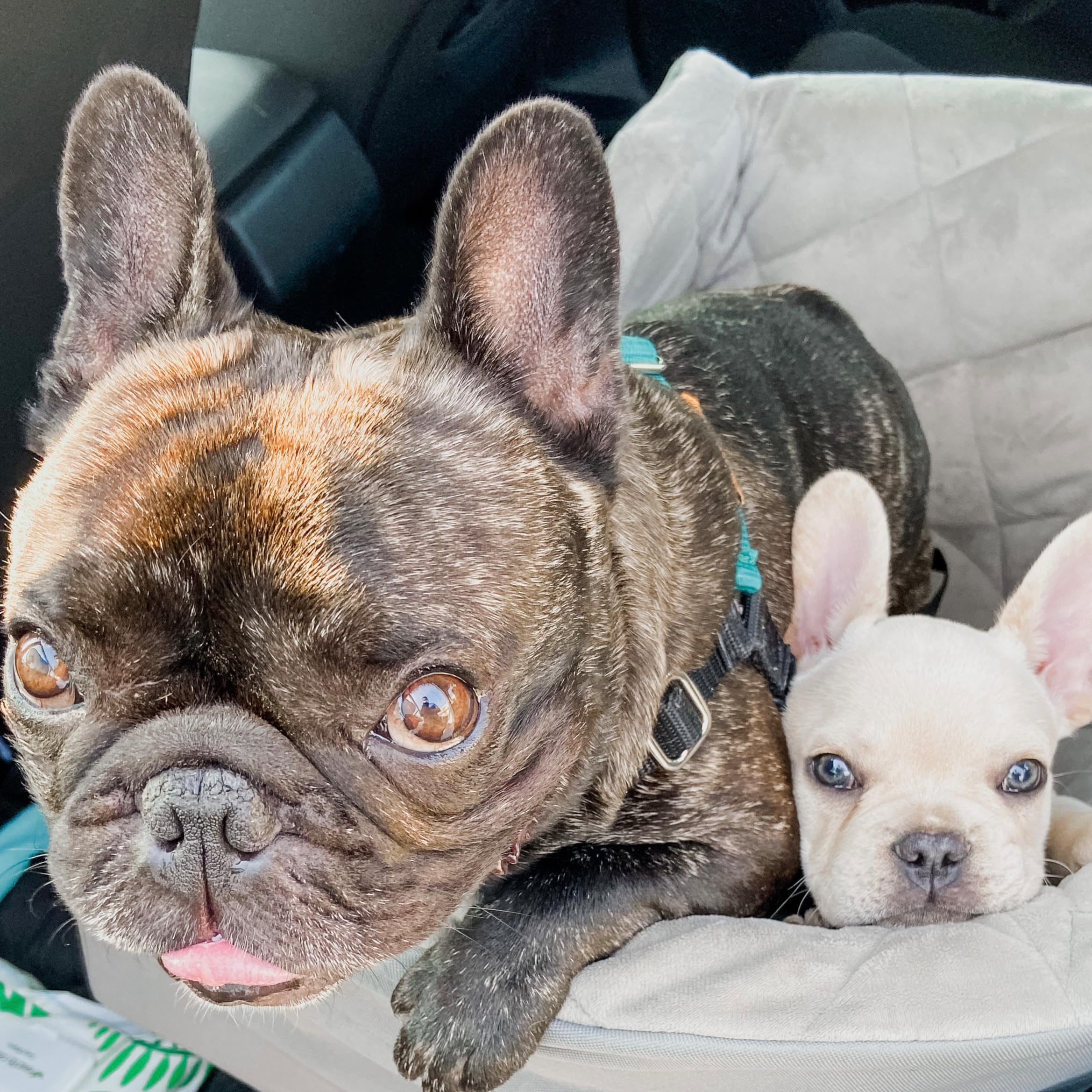 The Frenchies Rupert and Theodore's Amazon Page