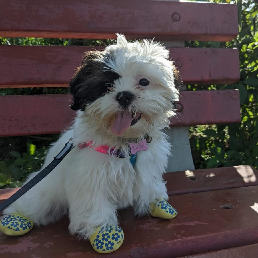 Zoobie Shih Tzu Puppy's Amazon Page
