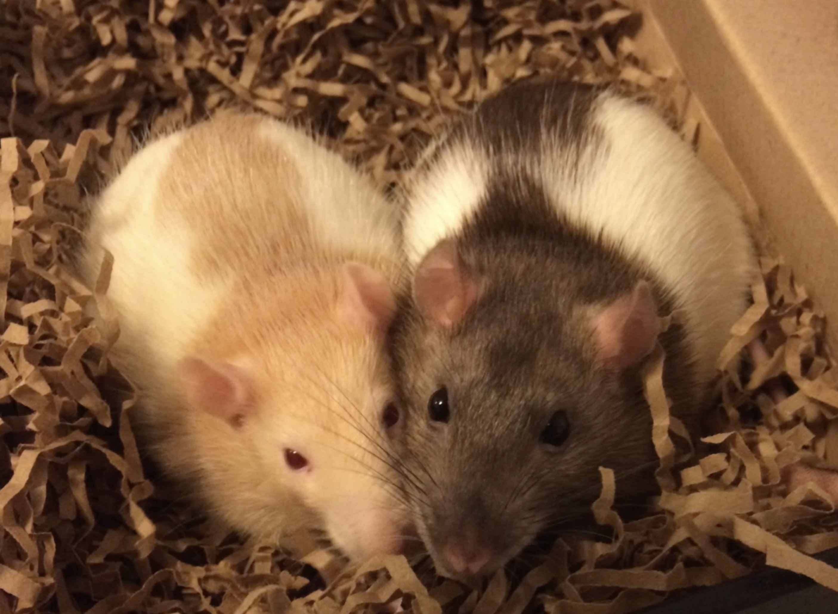 Shadow The Rat's Amazon Page