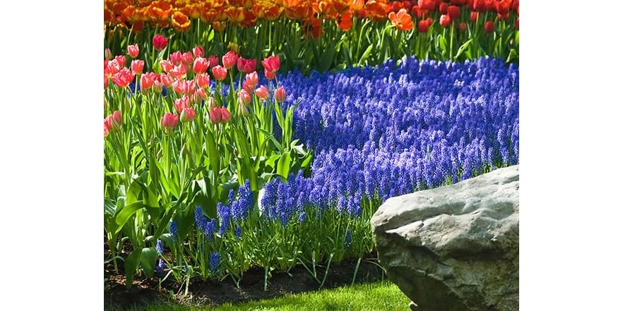 Gardening4Less 25 Pack: Spring Flower Bloom Bulb Garden Collection