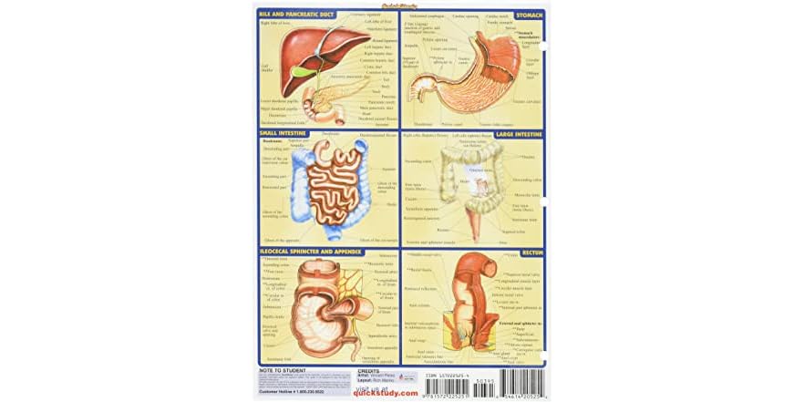 Digestive System Study Chart