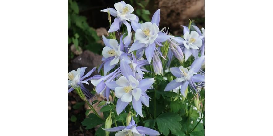 Mixed Columbine Flower Bulbs