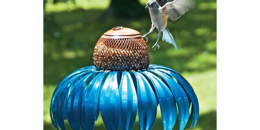 Desert Steel Blueberry Pie Coneflower Bird