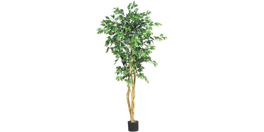 5-ft Ficus Silk Tree