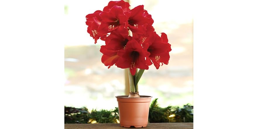 Mini Potted Amaryllis Gift Set