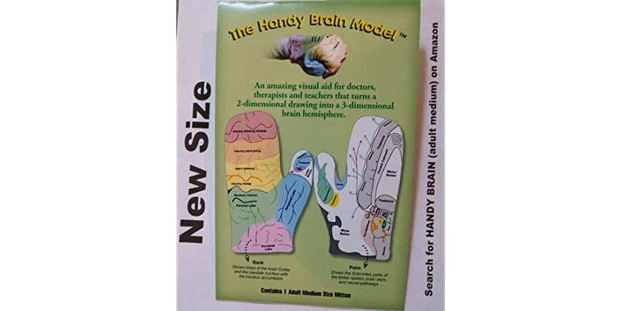Handy Brain Model B-1.2 (Adult Medium)
