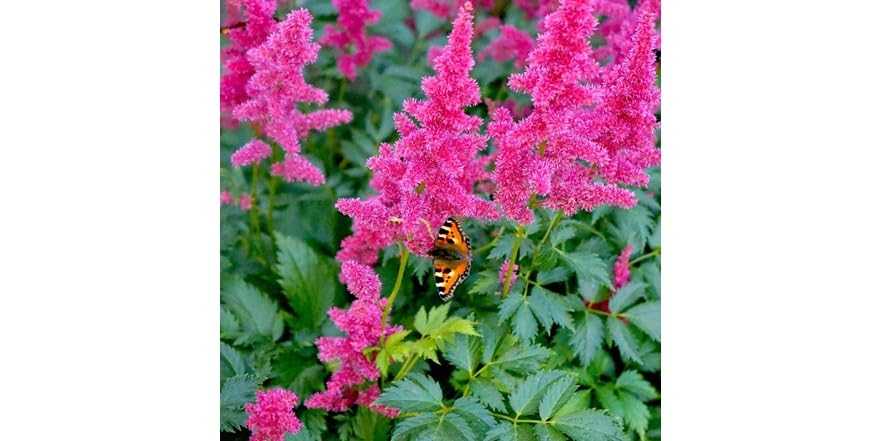 Large Plume Astilbe Mix - 6 or 12 Bulbs