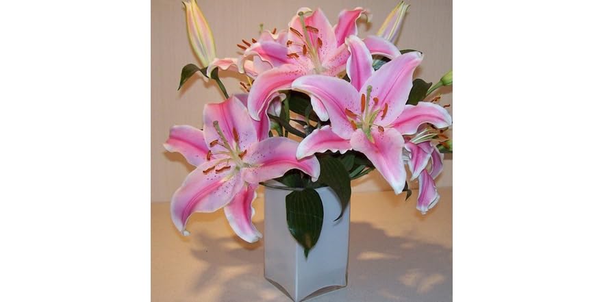 Giant Stargazer Lily - 12 Bulbs