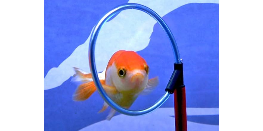 Fish School Training Kit