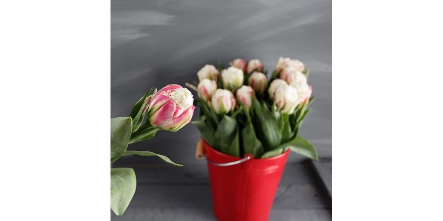 Tulipa Double late Ice Cream (6-Bulbs)