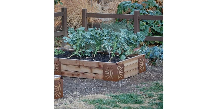 Bloom Instabrace Combo Pack - Brown, Your Choice