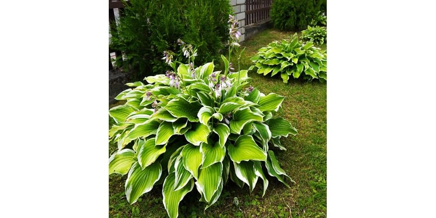 Heart Shaped Hosta - 9-Bare Roots