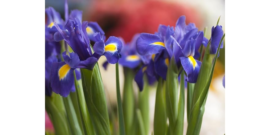 Dutch Iris Mix Flower Bulbs