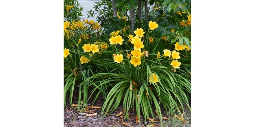 Stella D'Oro Day Lily - 6 Bulbs