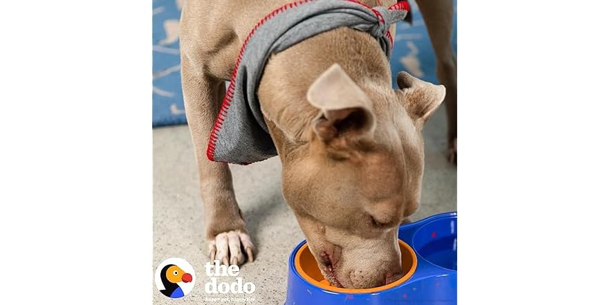The Dodo Dog Bandana, Grey Marled