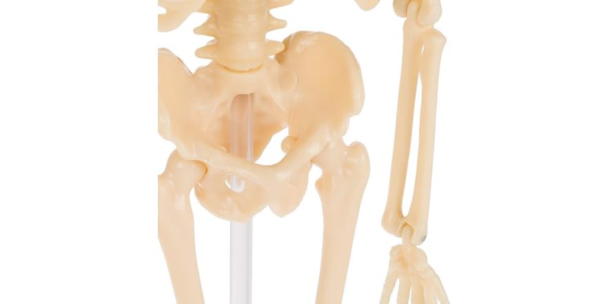 Human Skeleton Model Kit
