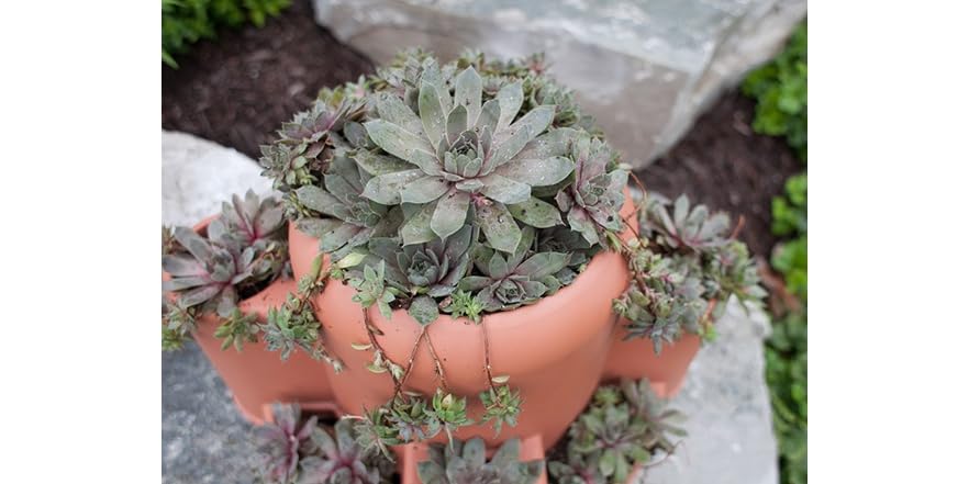 Mayan Planter
