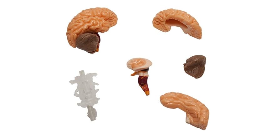 Smart Lab The Amazing Squishy Brain