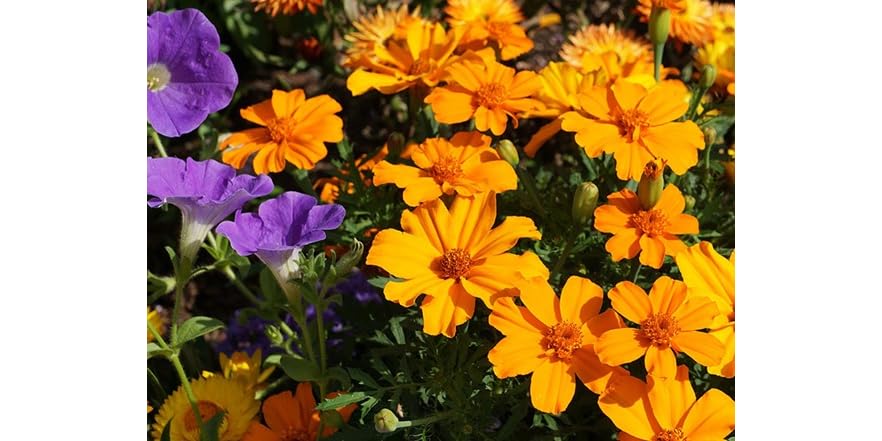 Bees & Butterflies Flower Seed Mat