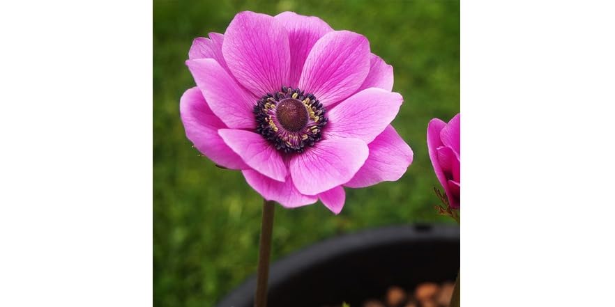 Mixed Anemone Flower Bulbs (15-Pack)