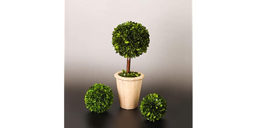Boxwood Evergreen Globe Tree